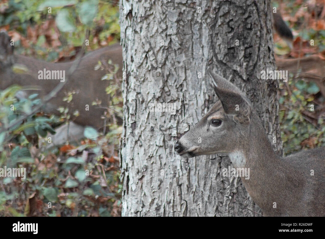 Tree stands deer stands in hi-res stock photography and images - Alamy