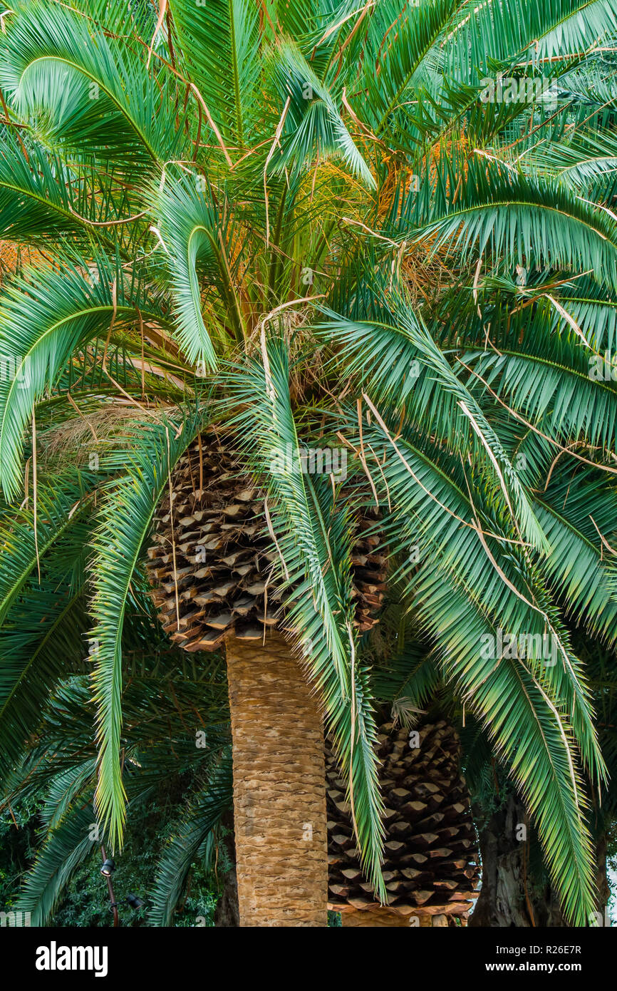 Giant palm tree leaves hi-res stock photography and images - Alamy