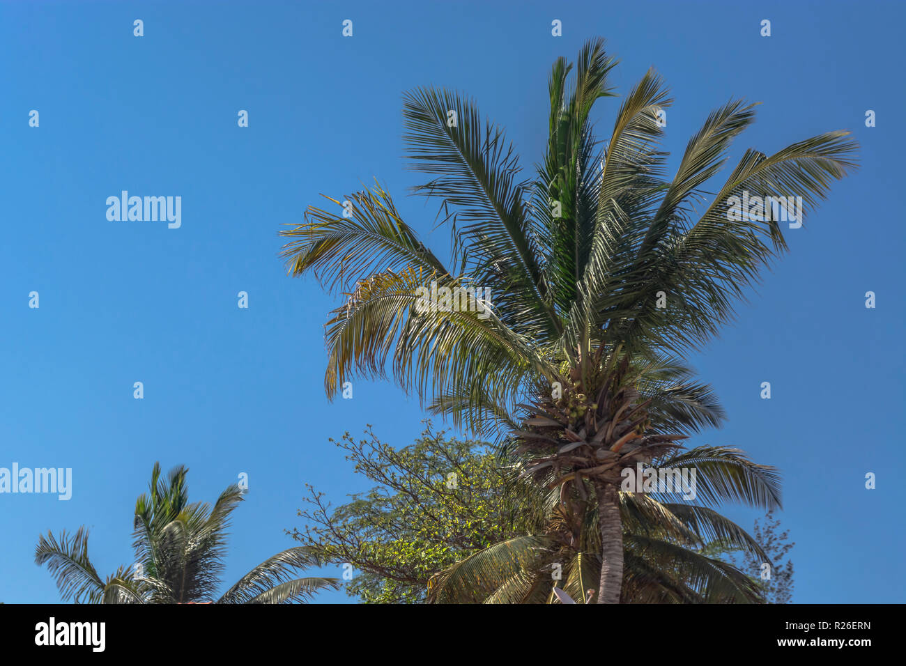 Detailed view of palm trees on the island of Mussulo, Luanda, Angola ...