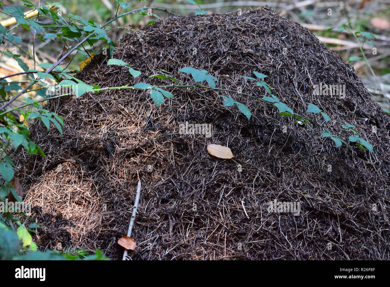 Ant colonies hi-res stock photography and images - Alamy