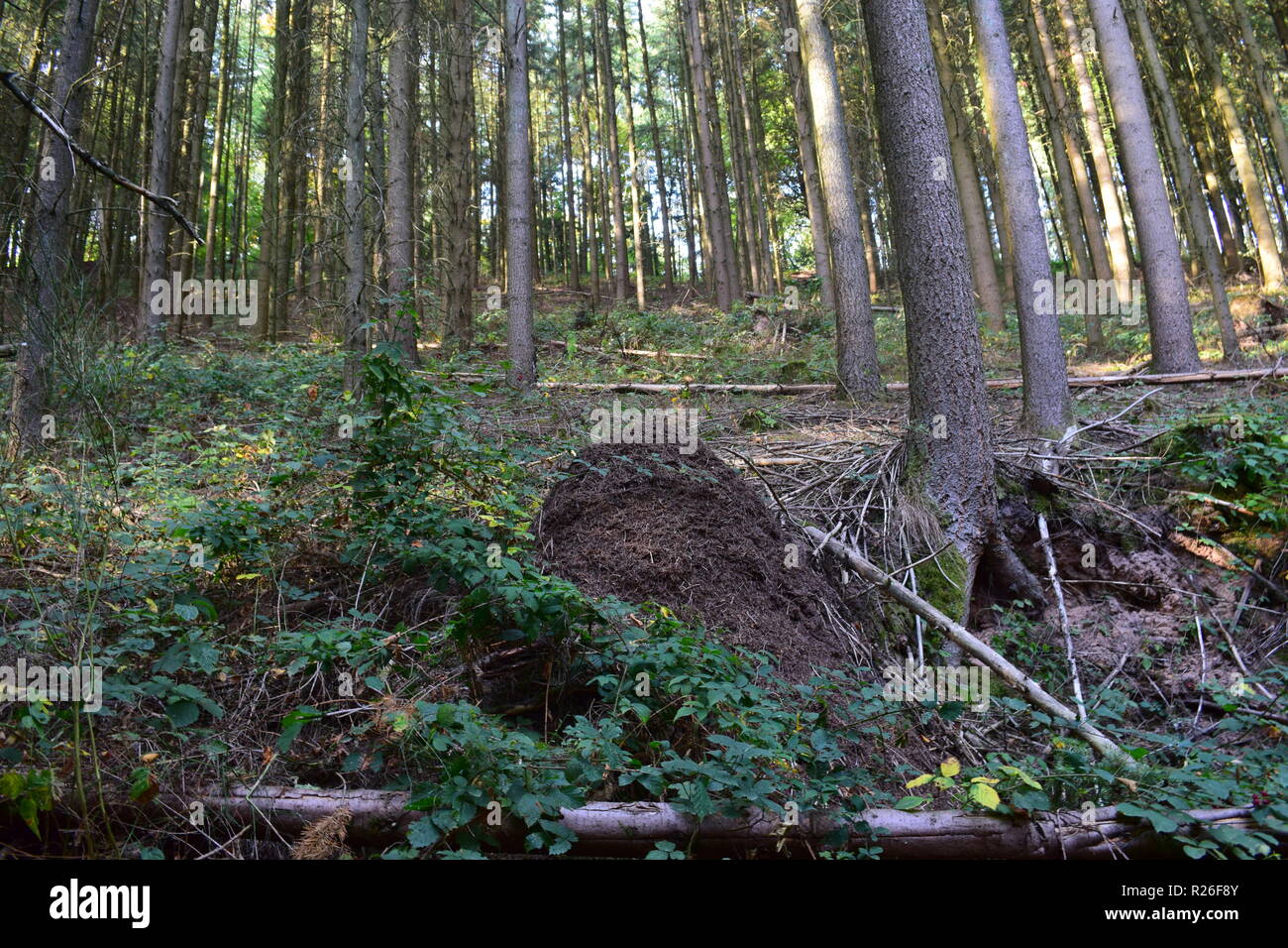 Anthill along the forest roadside, Anthill inside the pin tree forest ...