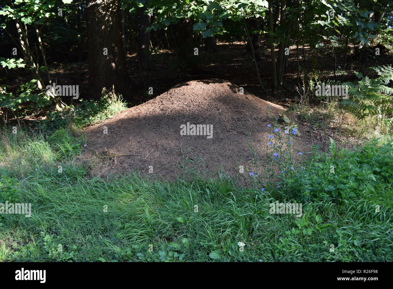 Anthill along the forest roadside, Anthill inside the pin tree forest ...