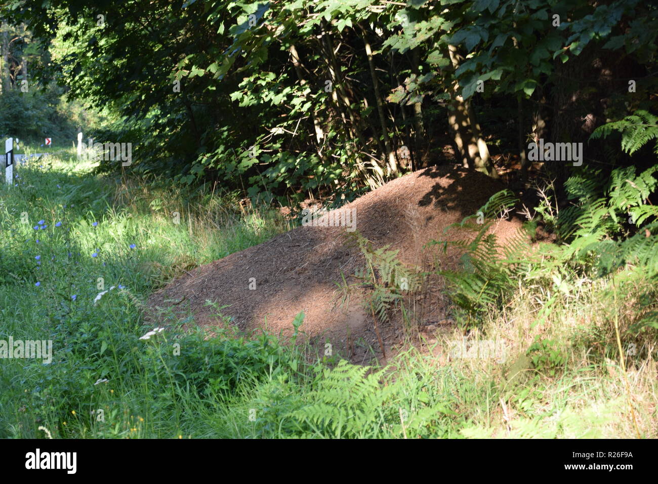Anthill along the forest roadside, Anthill inside the pin tree forest ...