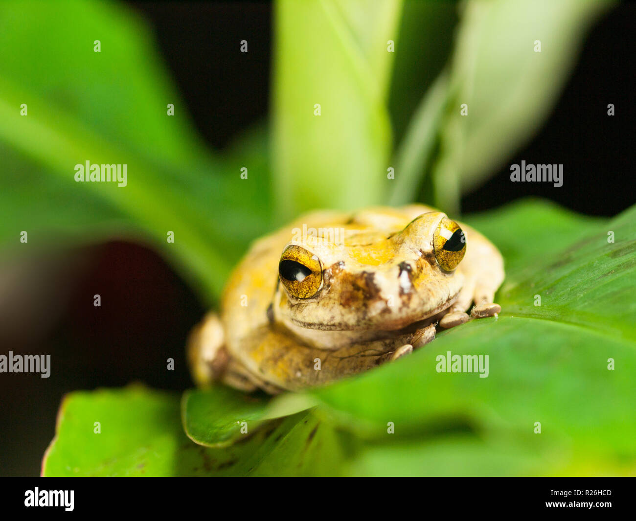 Front view on Common Southeast Asian Tree Frog - Polypedates ...