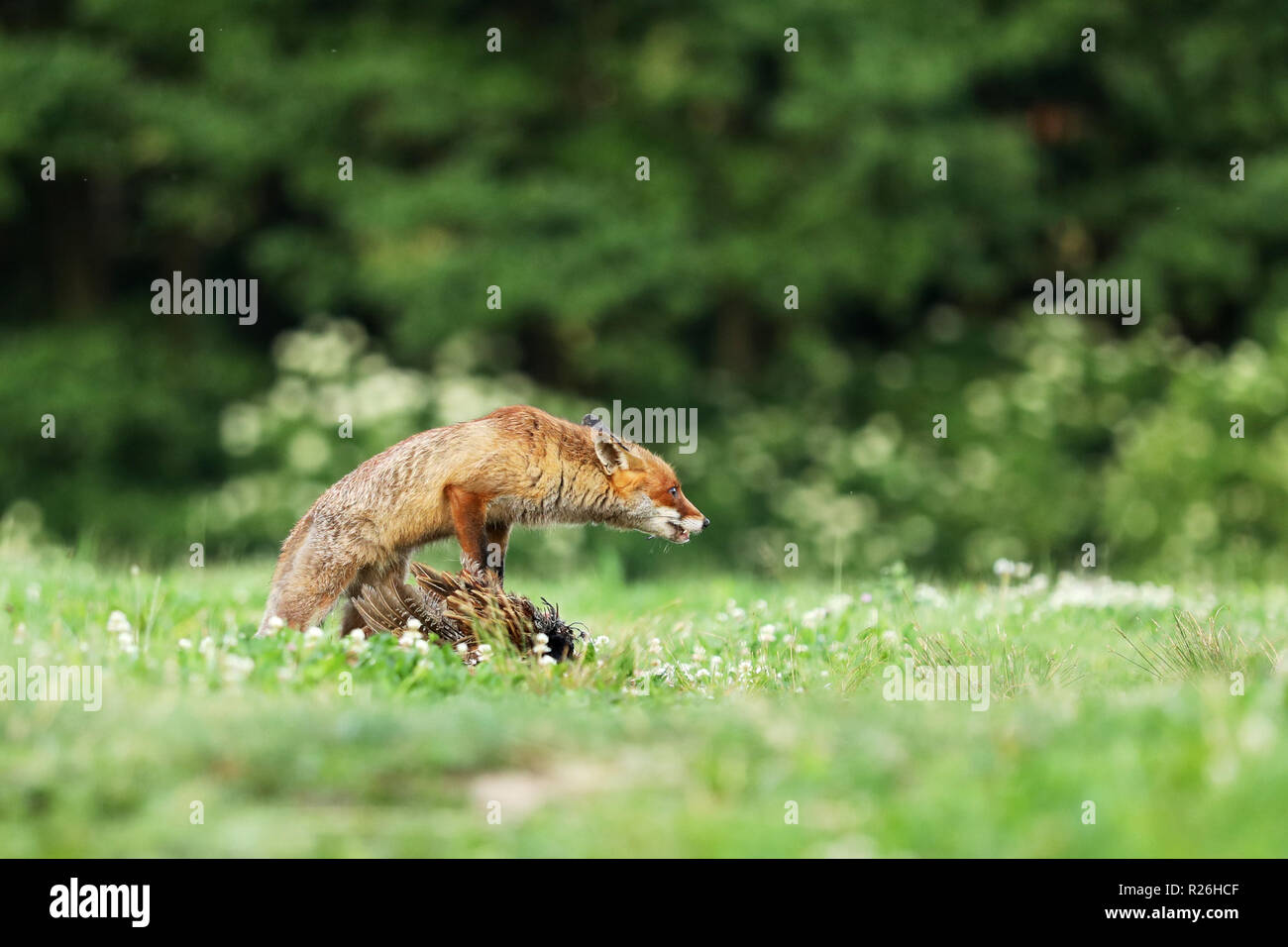Red fox quarding the prey on meadow - Vulpes vulpes Stock Photo - Alamy