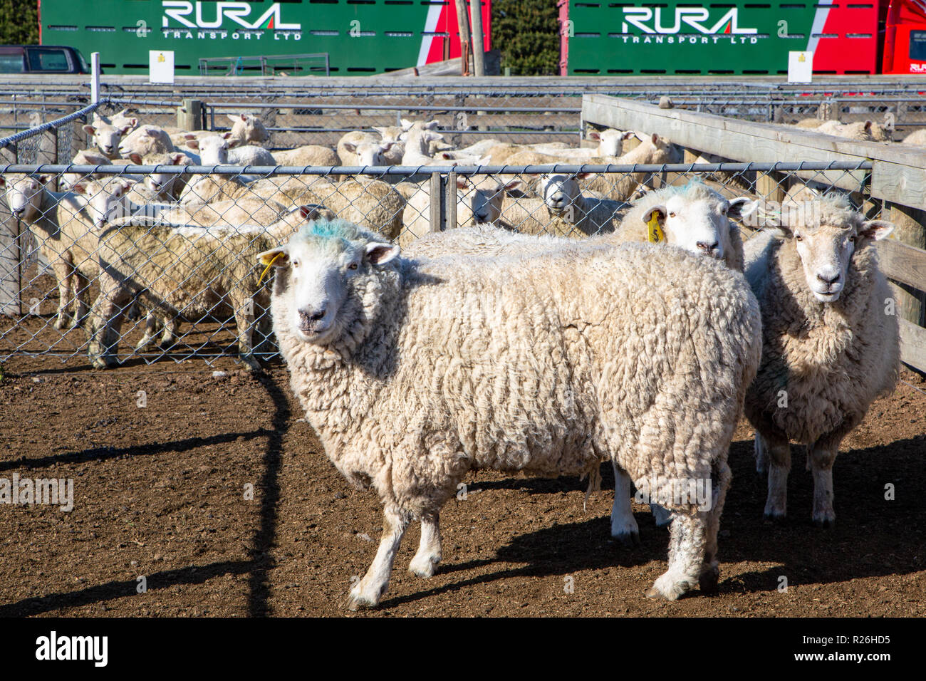 Real Farm Animals Sheep