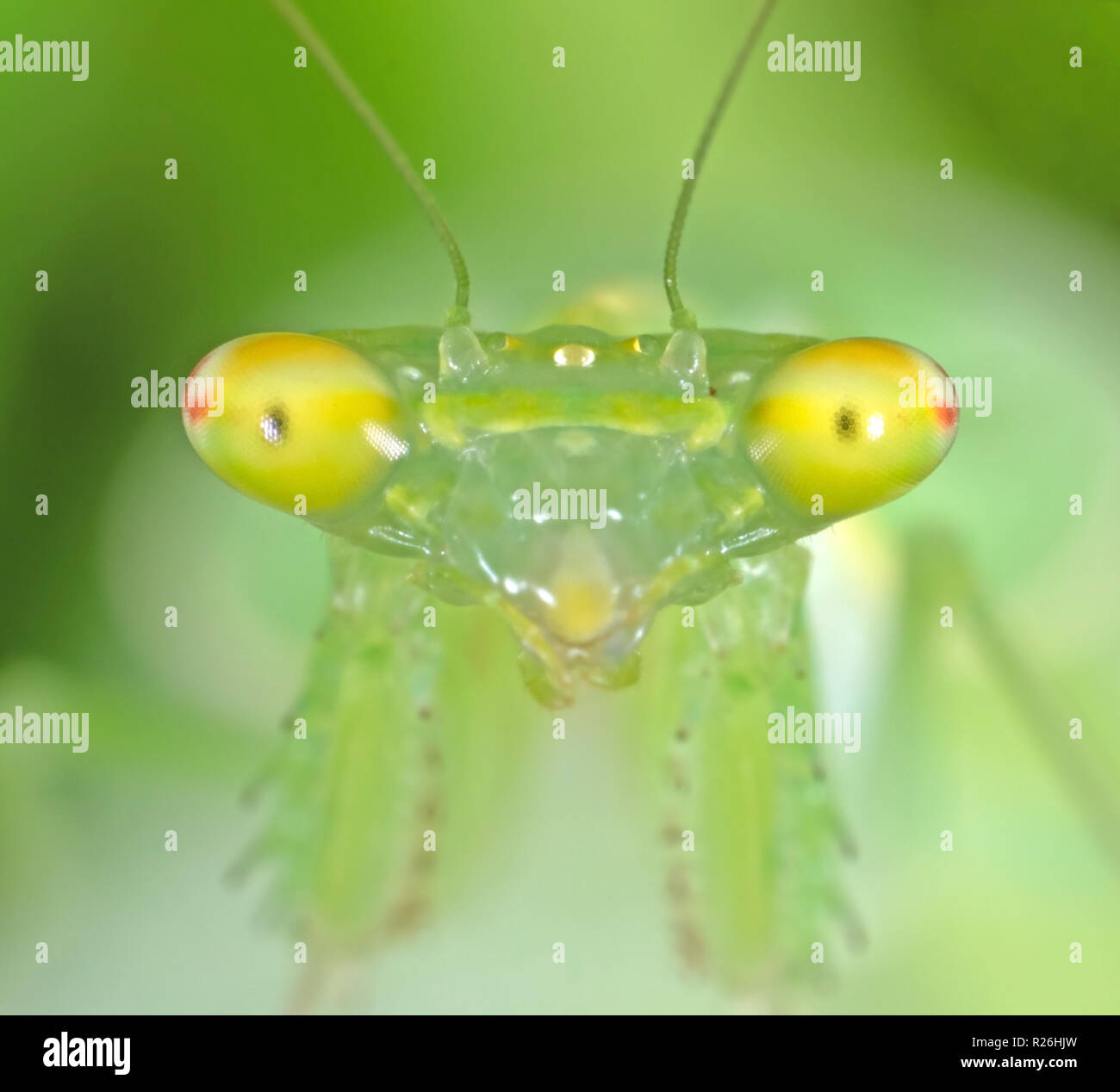 Closeup Eyes of Praying Mantis Isolated on Nature Background Stock ...