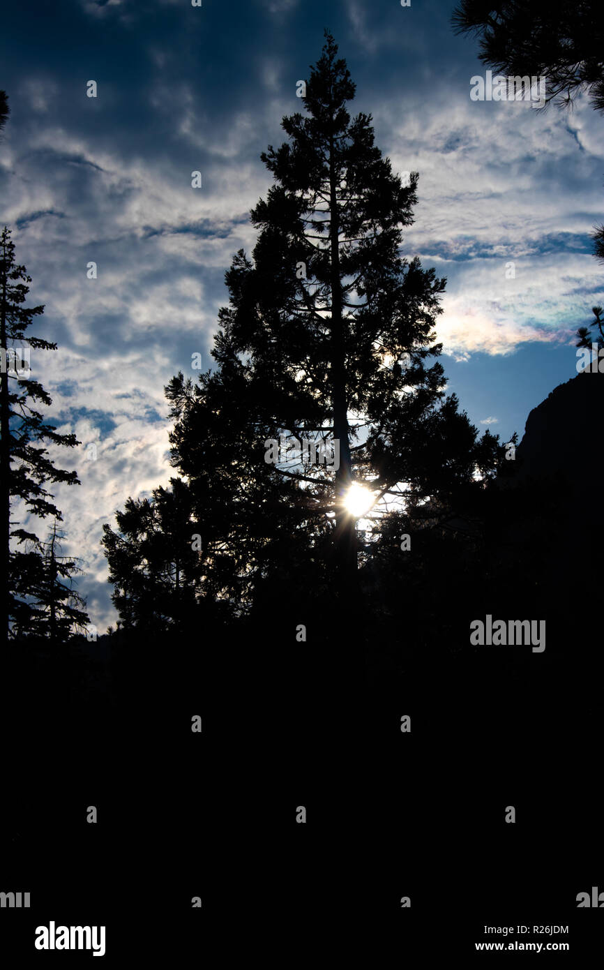 Tall tree silhouette hi-res stock photography and images - Alamy