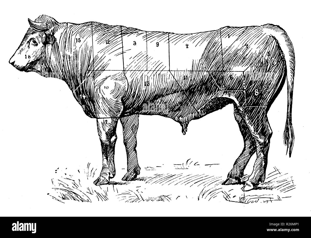 Division de la viande Cut Out Stock Images & Pictures - Alamy