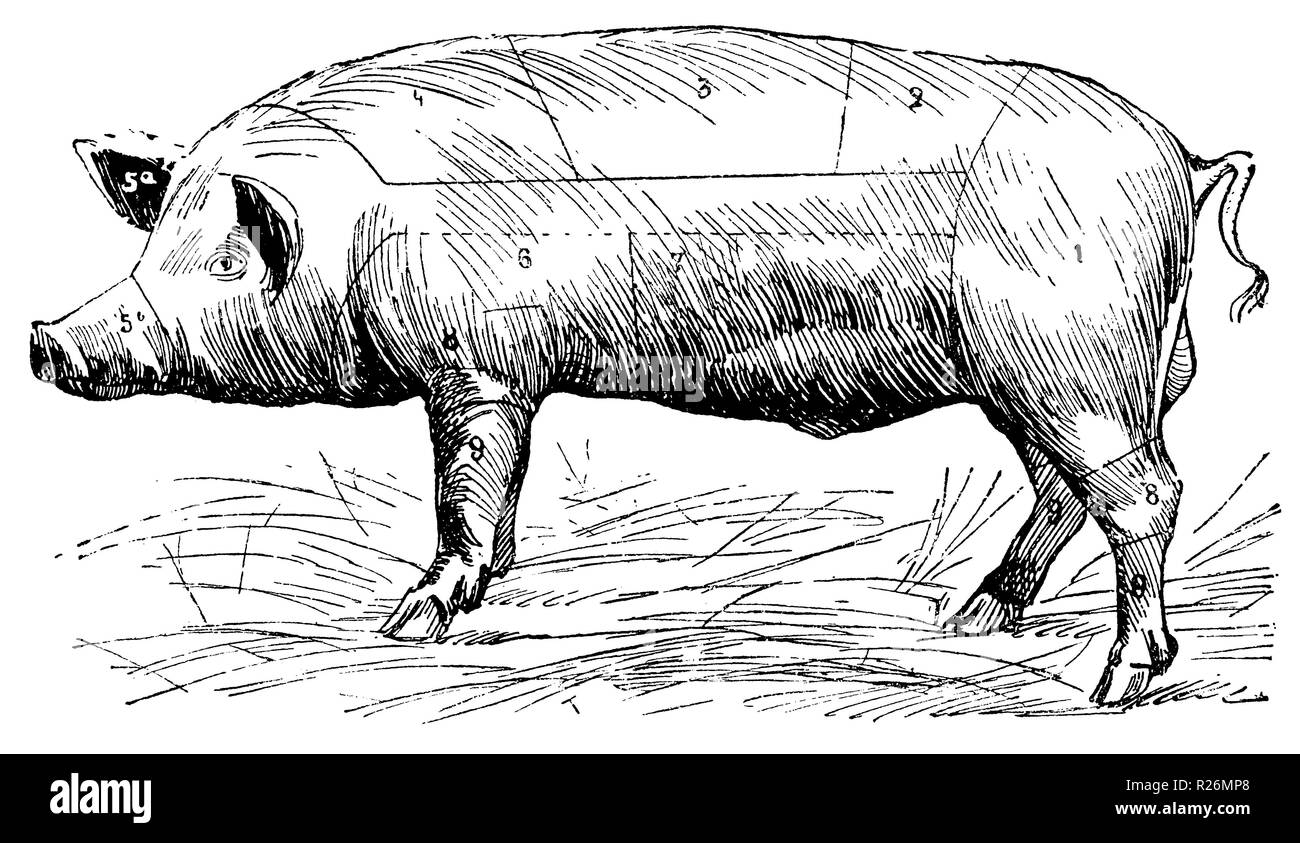 Division De La Viande High Resolution Stock Photography and Images - Alamy