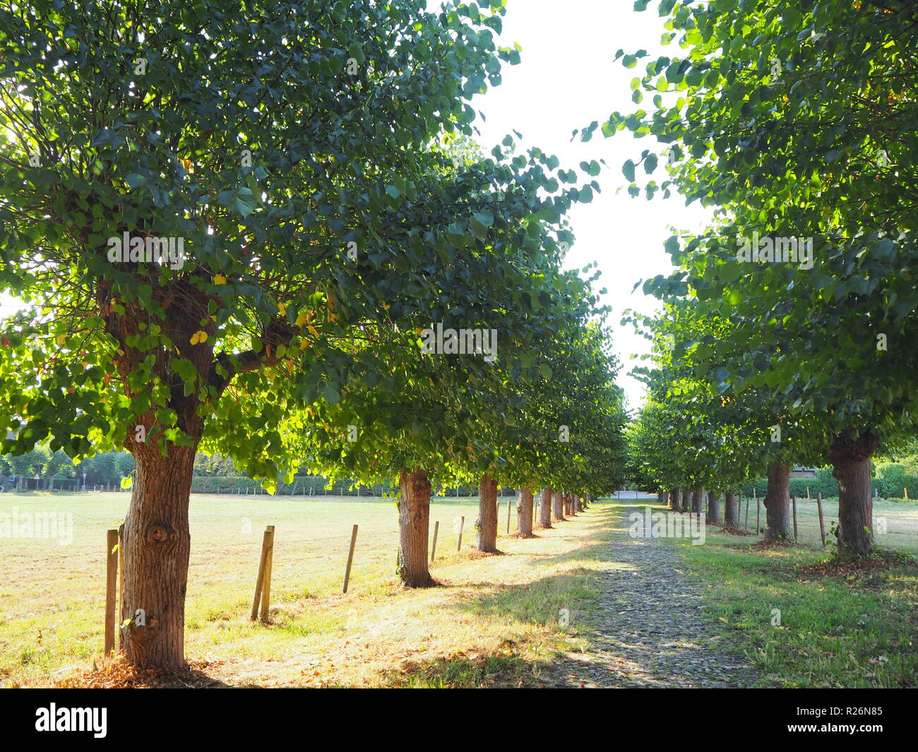 Tree Alley on a summer day Stock Photo - Alamy