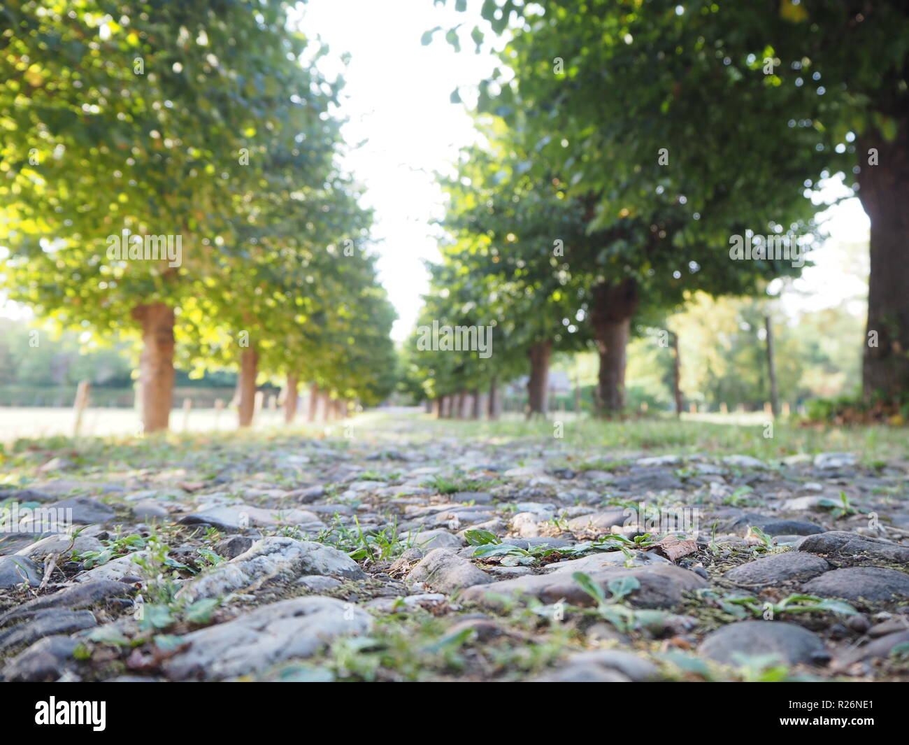 Tree Alley on a summer day Stock Photo - Alamy
