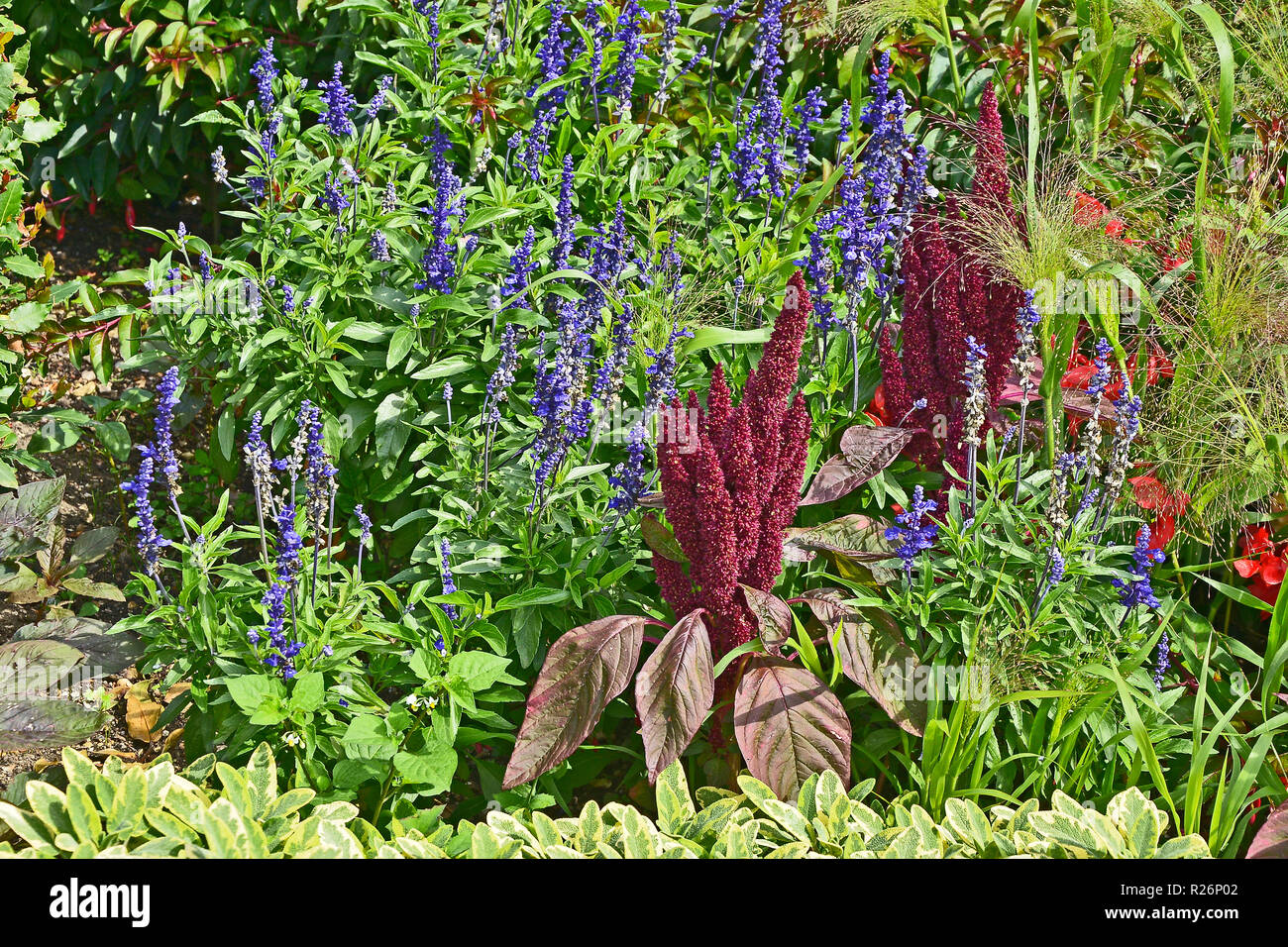 Close up of a flower border with flowering Celosia argentea, Plumed ...