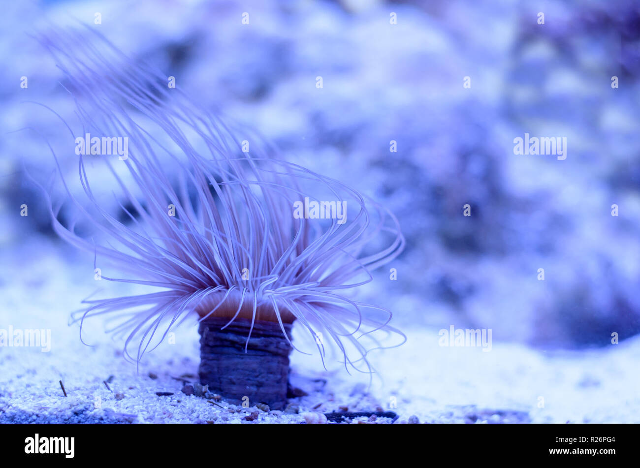 Sea anemone in a dark blue water of aquarium. Marine life background ...