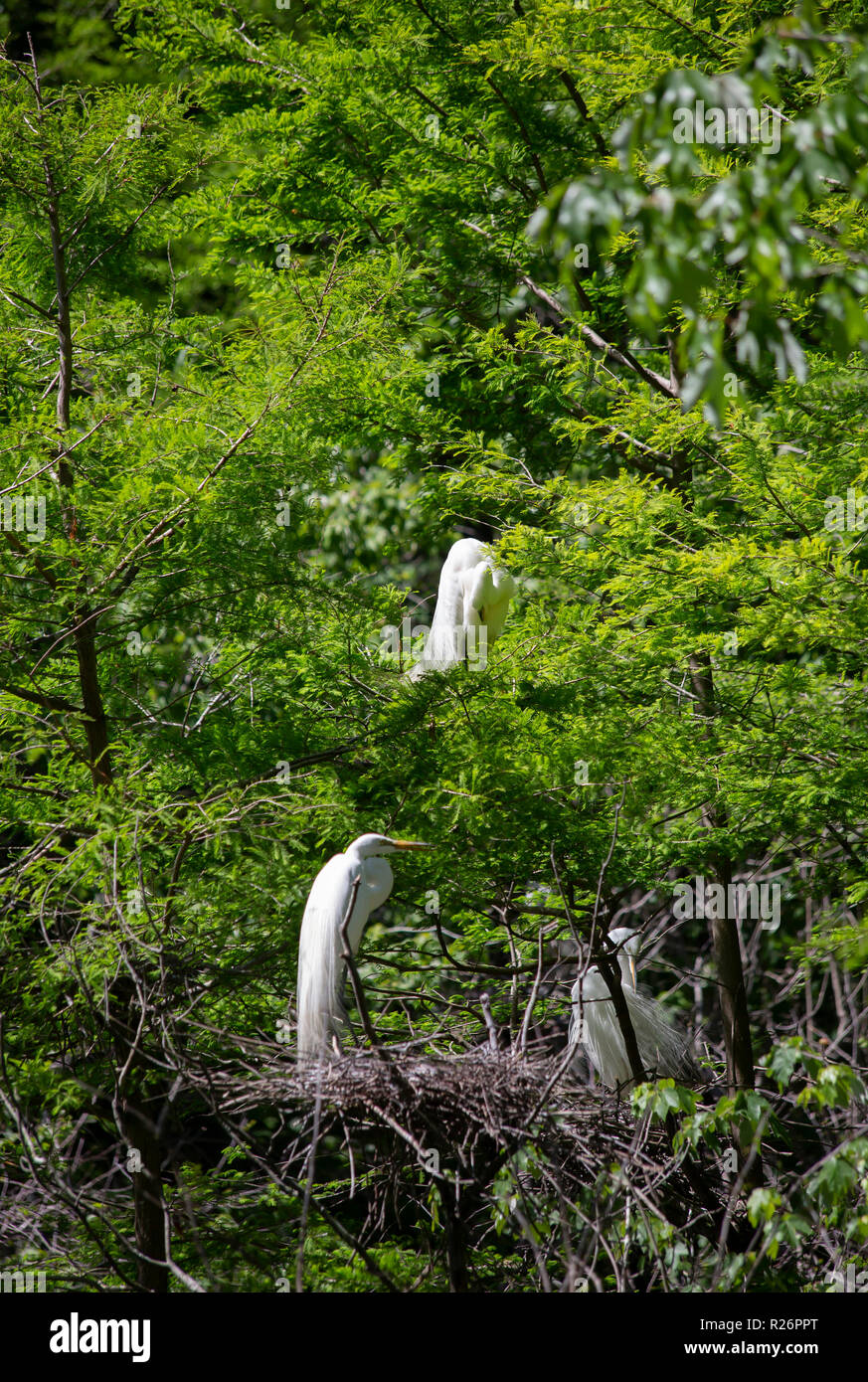 Great egret (Ardea alba) guarding its nest in its in natural habitat ...