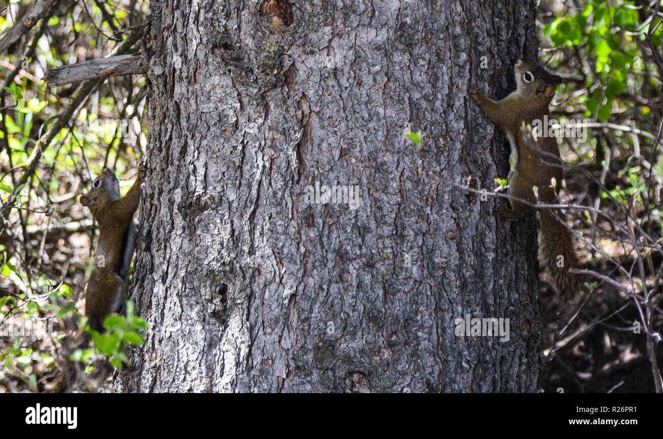 Cute squirrels hi-res stock photography and images - Alamy