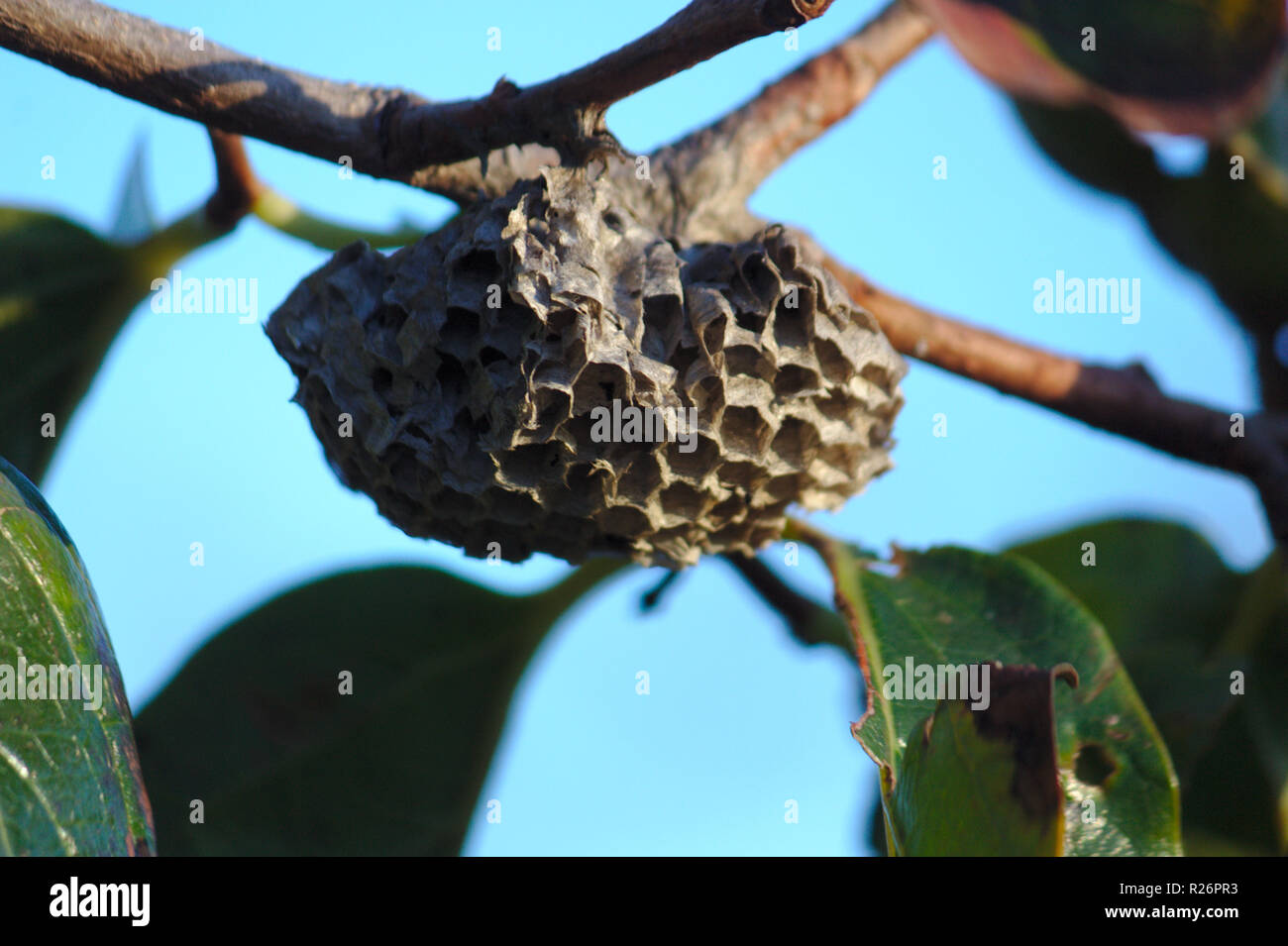 Close-up photo of a hornet's nest built on a branch of a tree in the ...