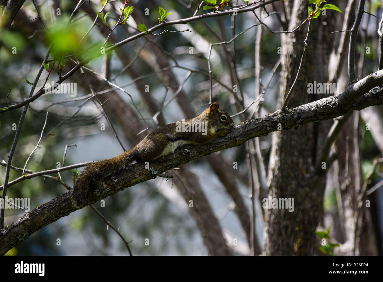 Feeding the squirrels hi-res stock photography and images - Alamy