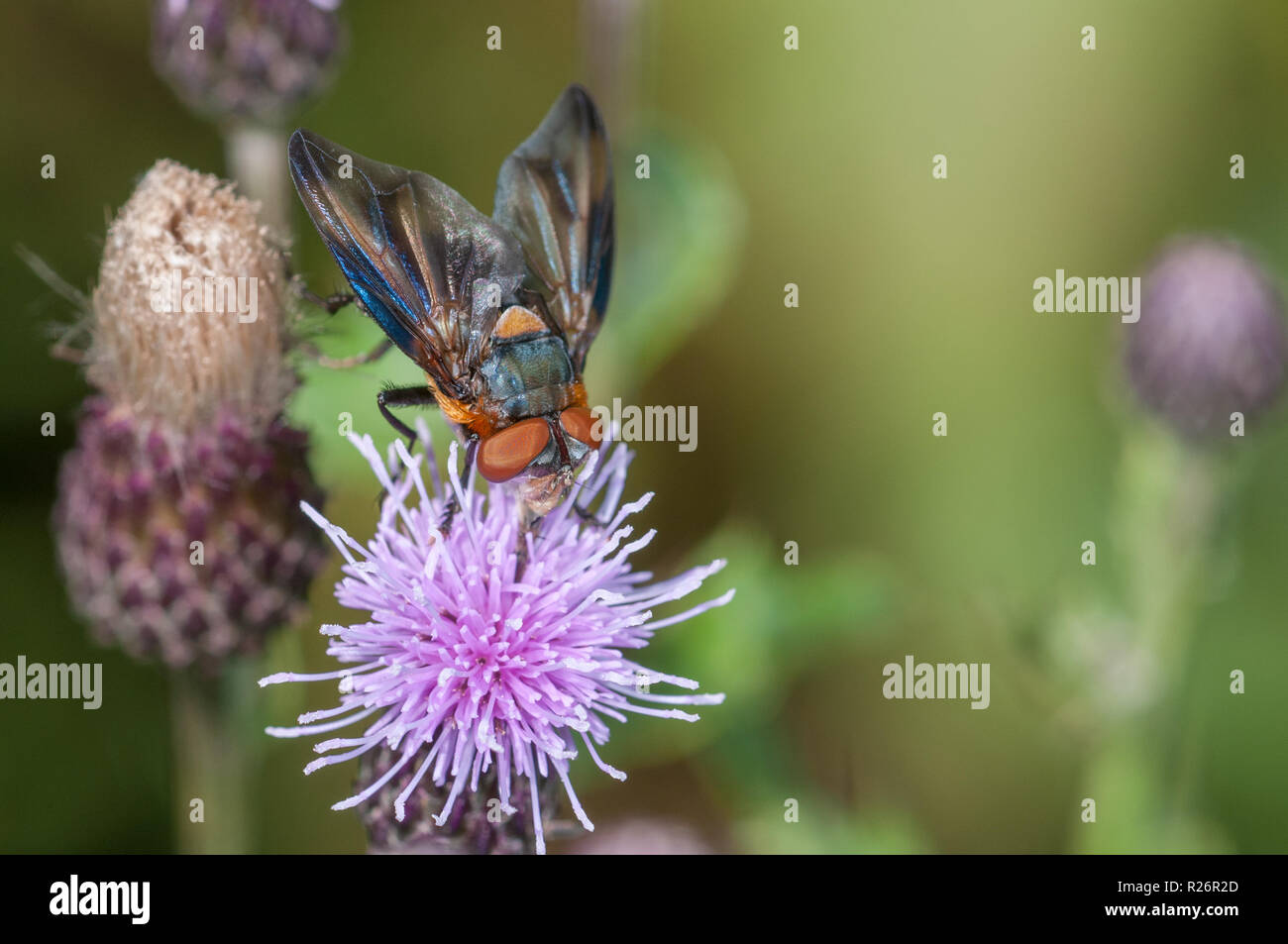 The tachinid fly Phasia hemiptera on Creeping Thistle (Cirsium arvense ...