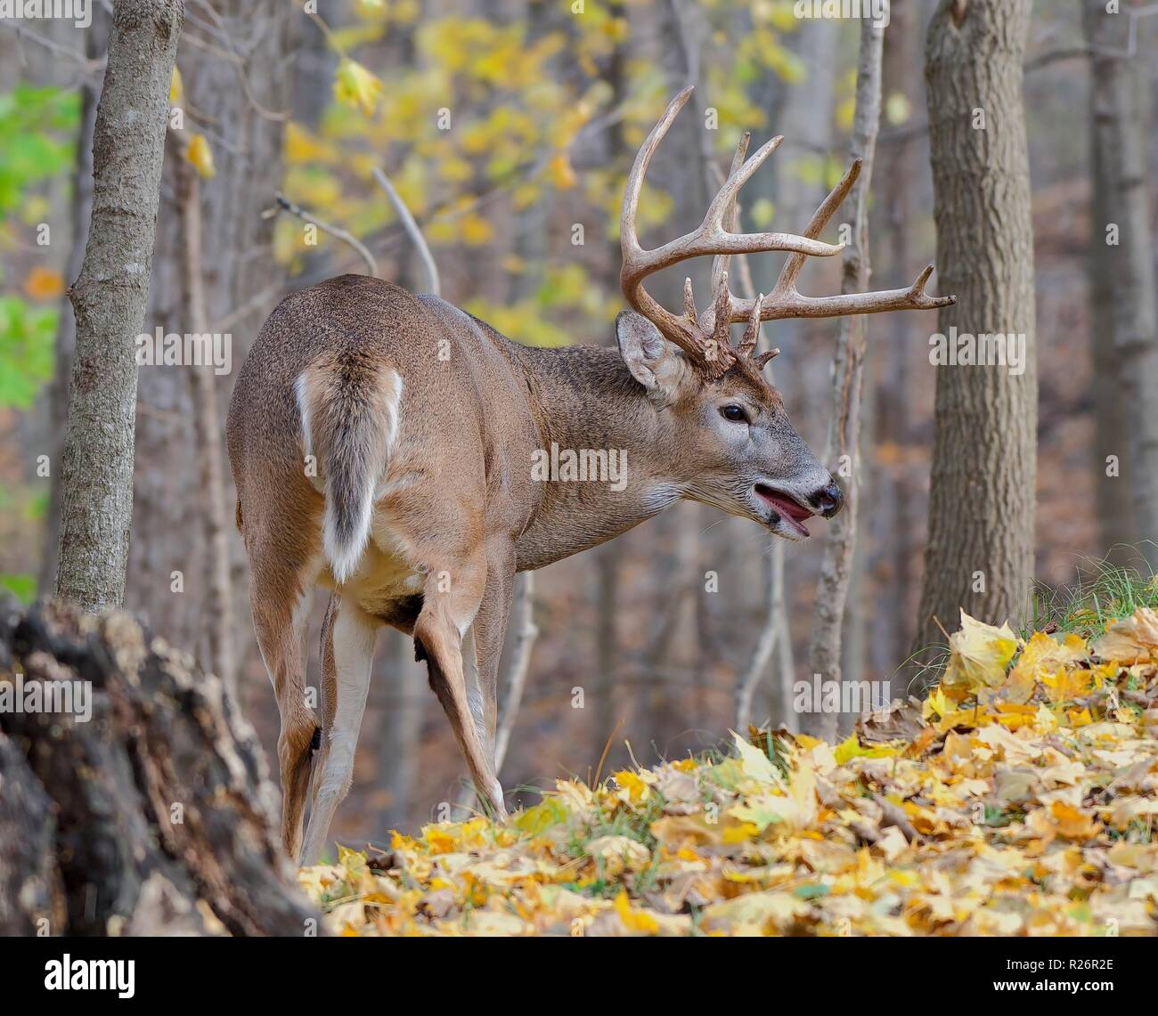 White tail buck hi-res stock photography and images - Alamy