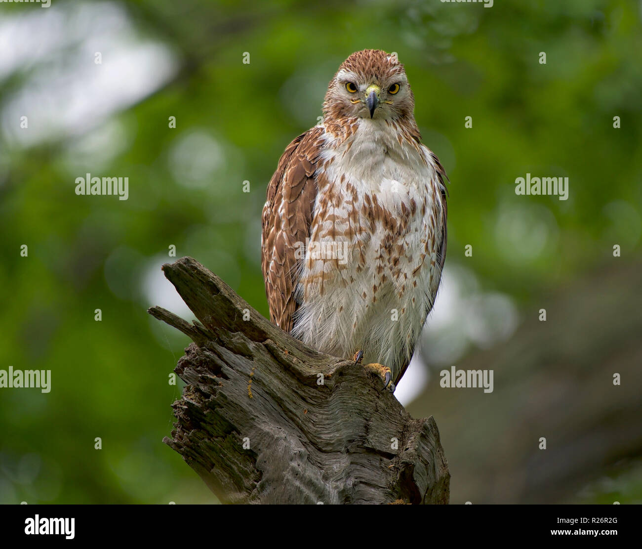 Red Tail Hawk stare Stock Photo - Alamy