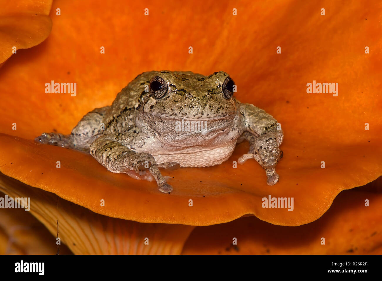 Toadstool frog hi-res stock photography and images - Alamy