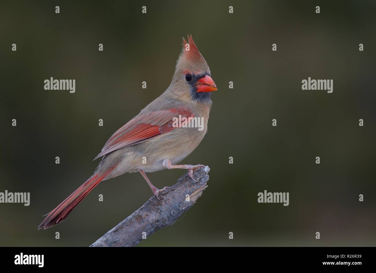 Beautiful northern cardinal in hi-res stock photography and images - Alamy