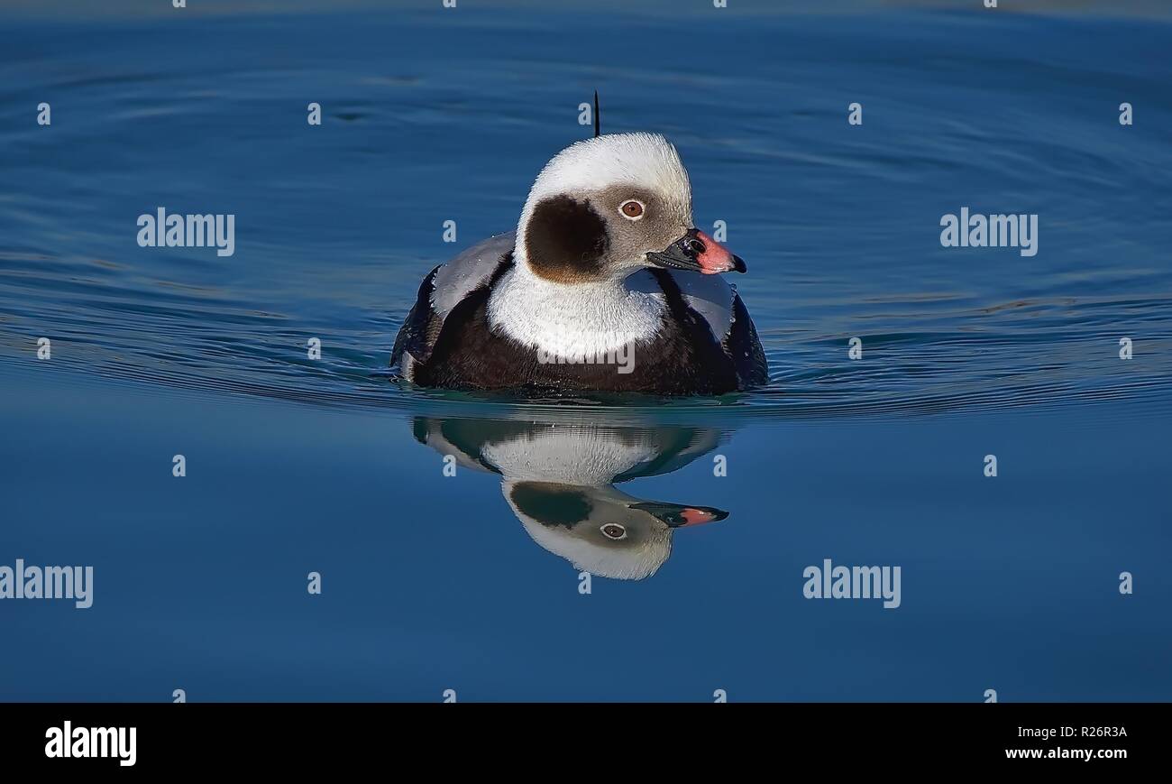 Duck tail hi-res stock photography and images - Alamy