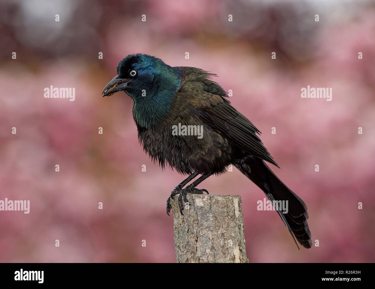 Ruffled pink feathers bird hi-res stock photography and images - Alamy