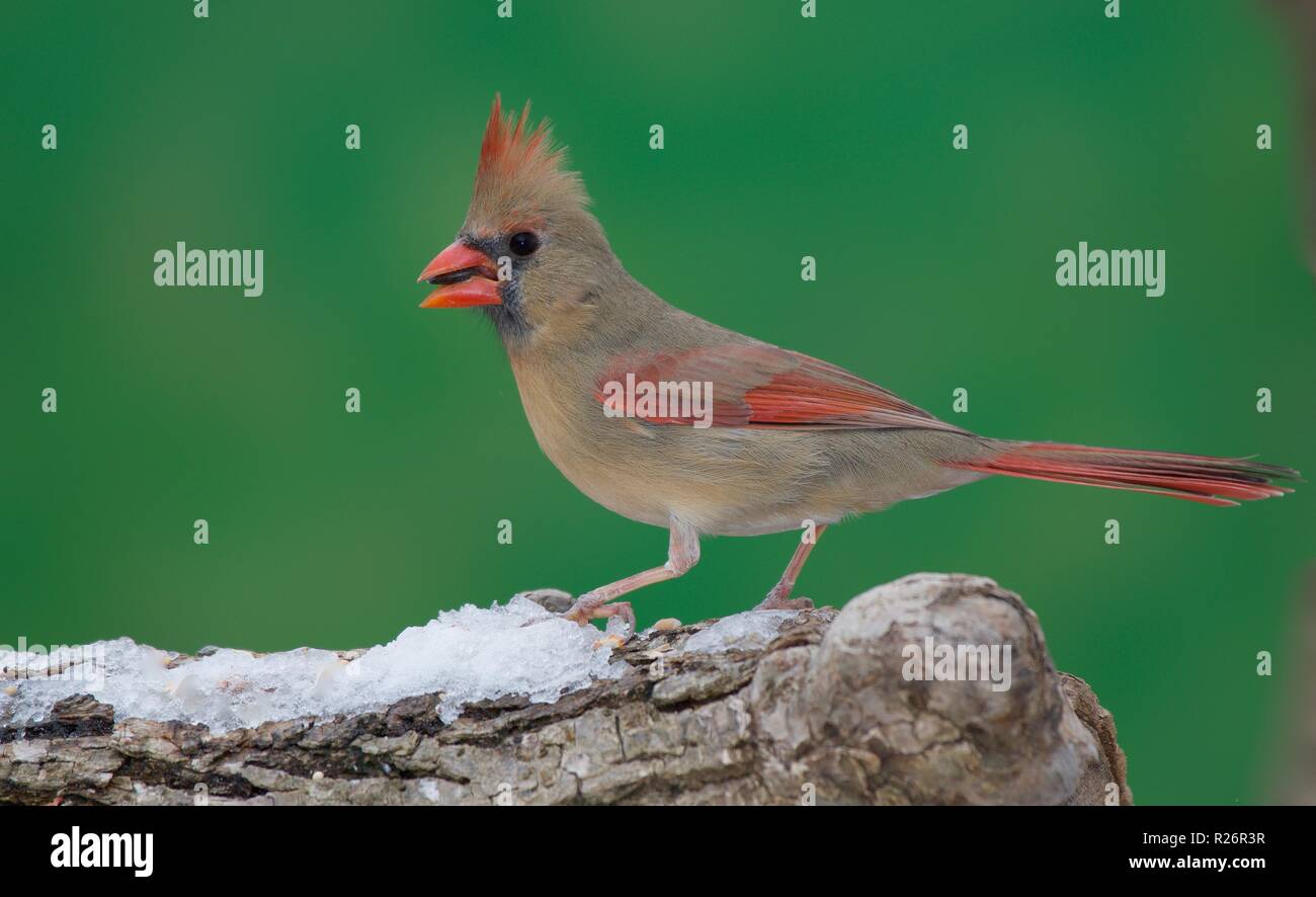 Female Northern Cardinal Stock Photo - Alamy
