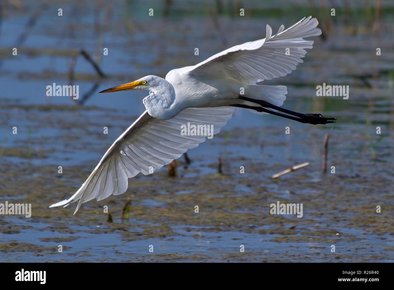 Great Egret in flight Stock Photo - Alamy