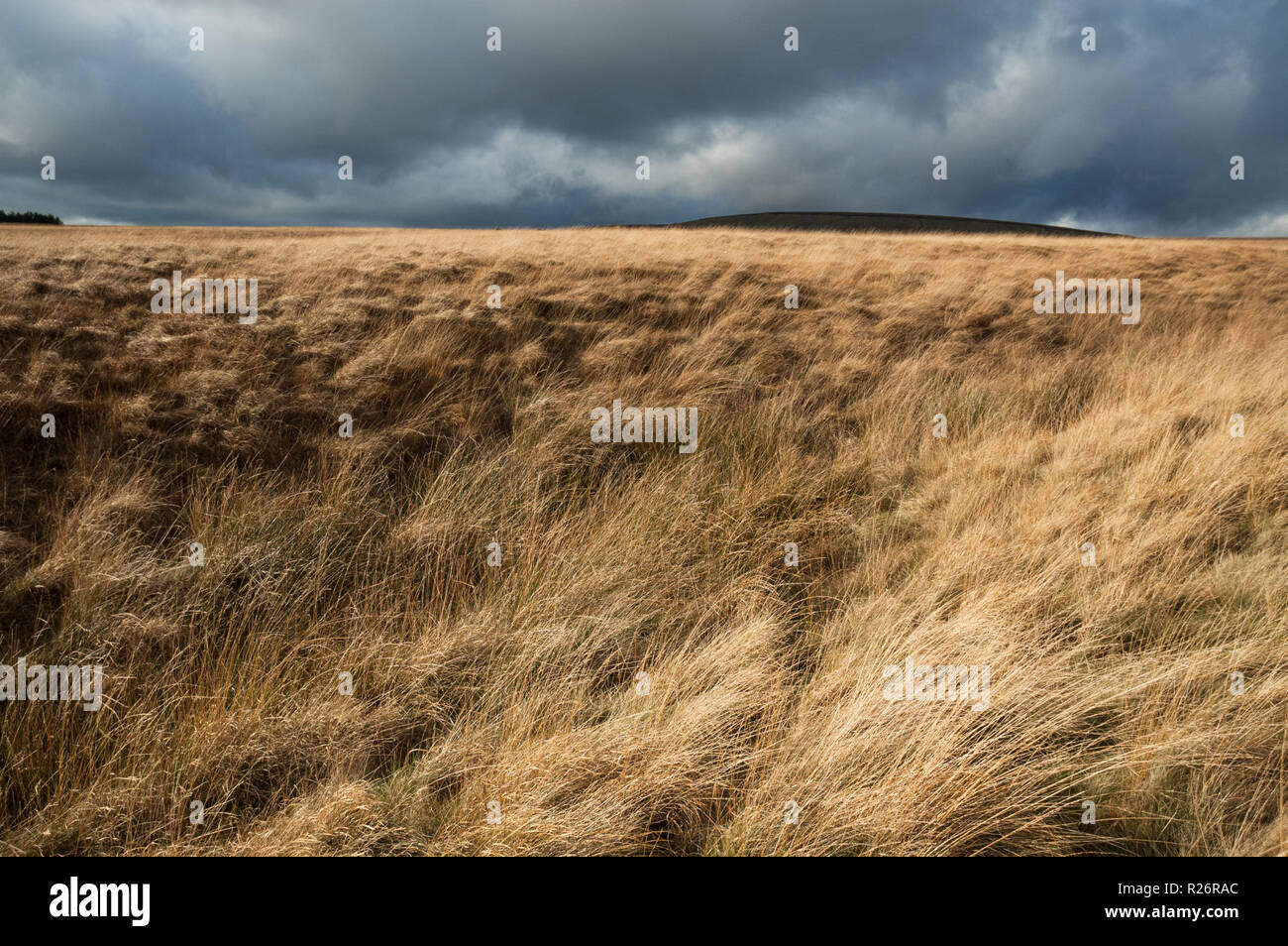 Unimproved grassland in the Peak District, UK Stock Photo - Alamy