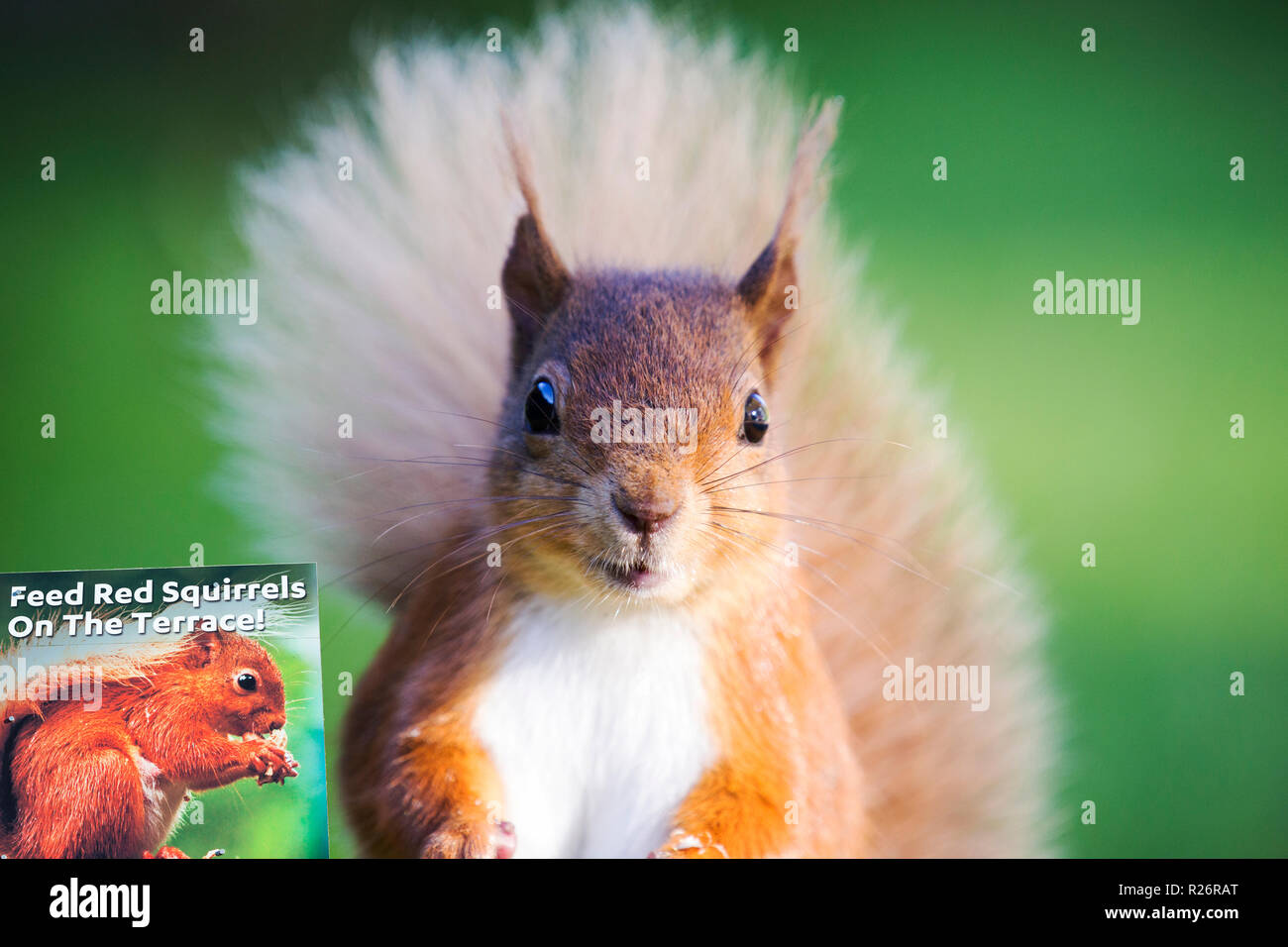 Red Squirrel feeding at Haweswater, Lake District, UK Stock Photo - Alamy