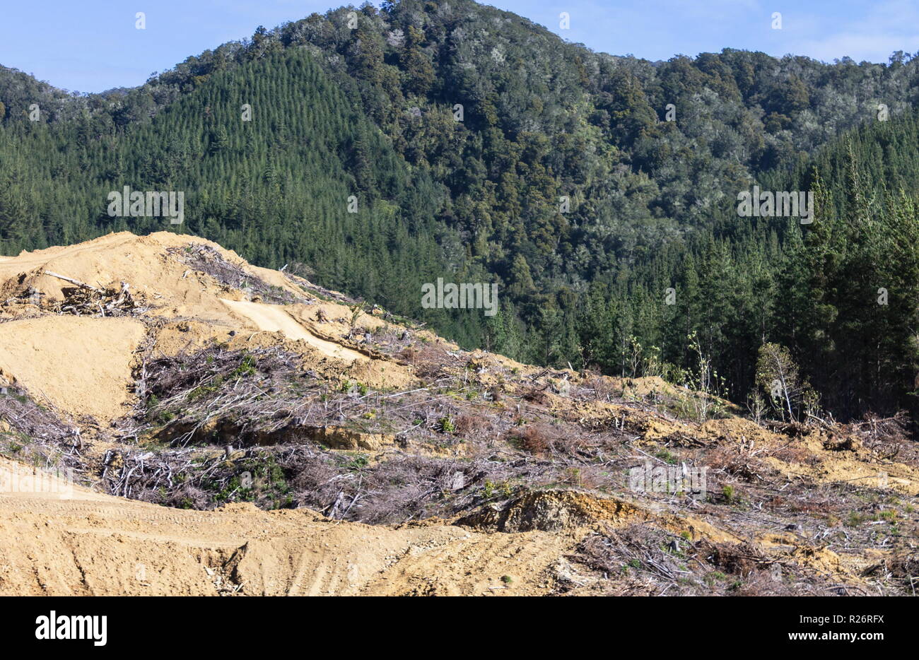 Landscape image juxtaposing a felled area of forest against the ...