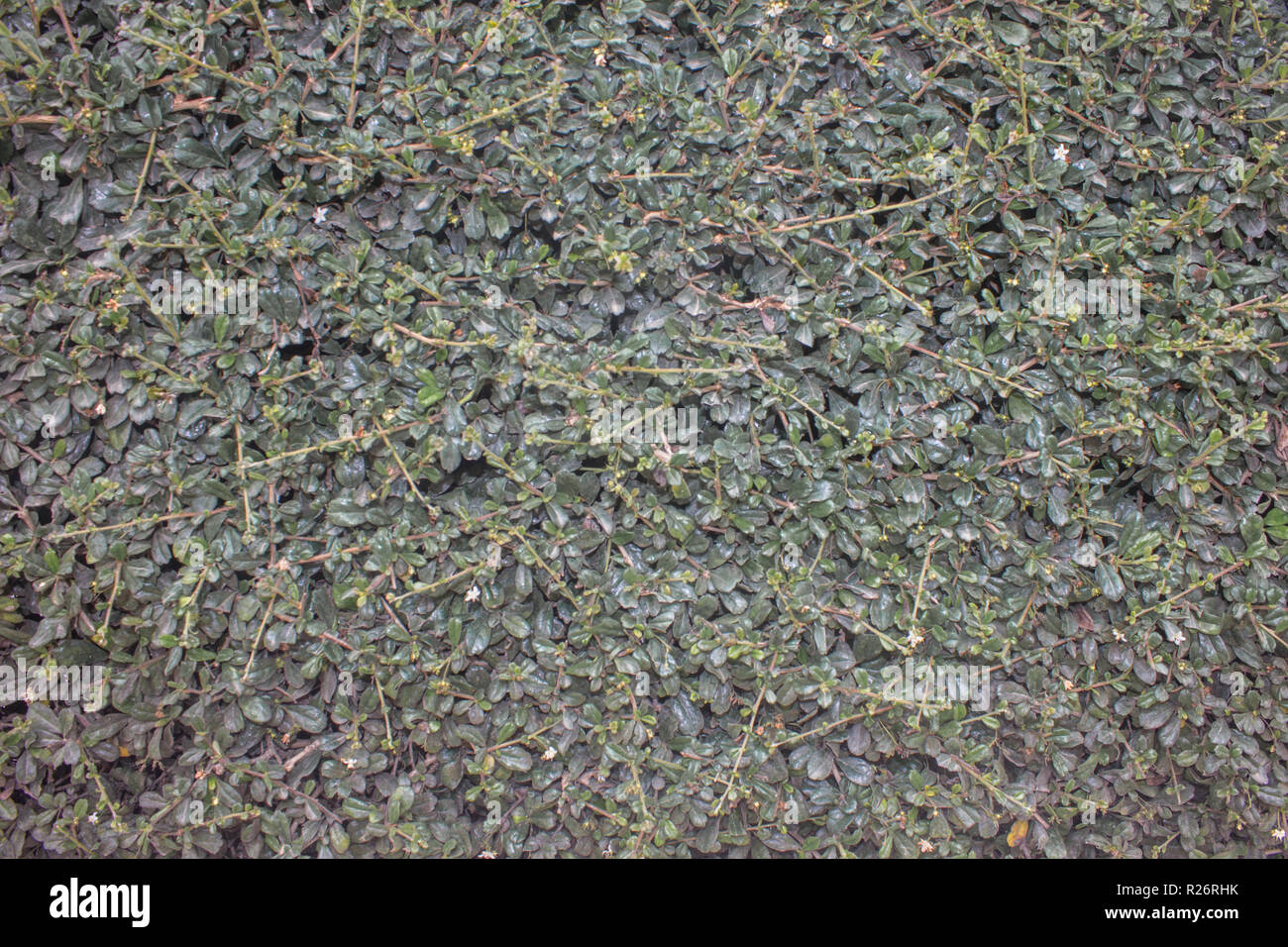 Flower wall texture hi-res stock photography and images - Alamy