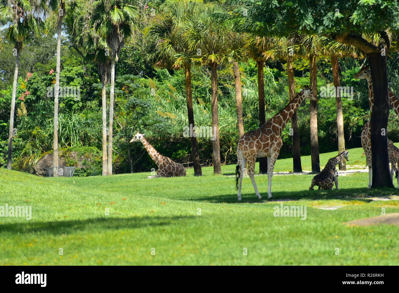 Tampa, Florida. October 05, 2018. Giraffes with beautiful forest and ...