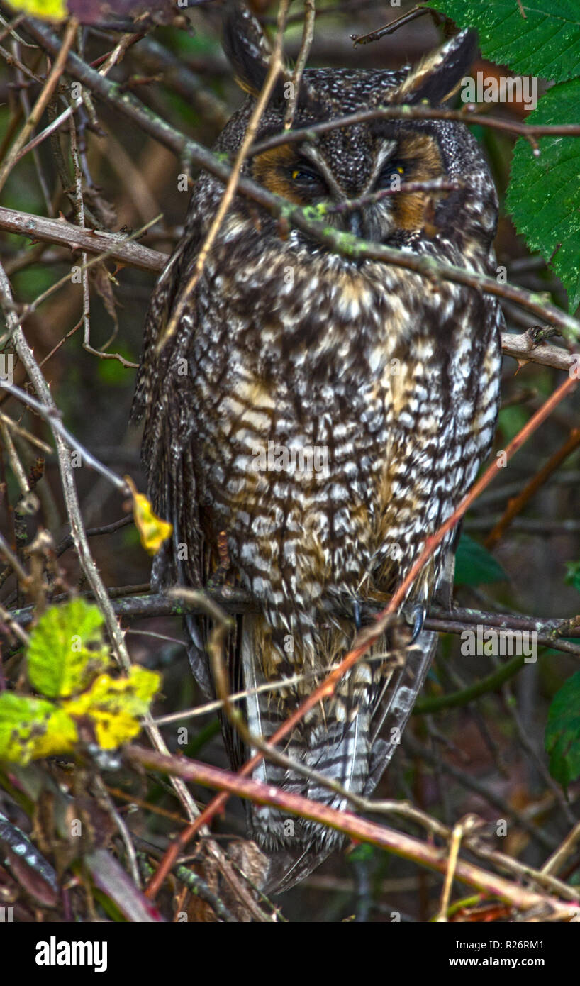 Long eared ow hi-res stock photography and images - Alamy