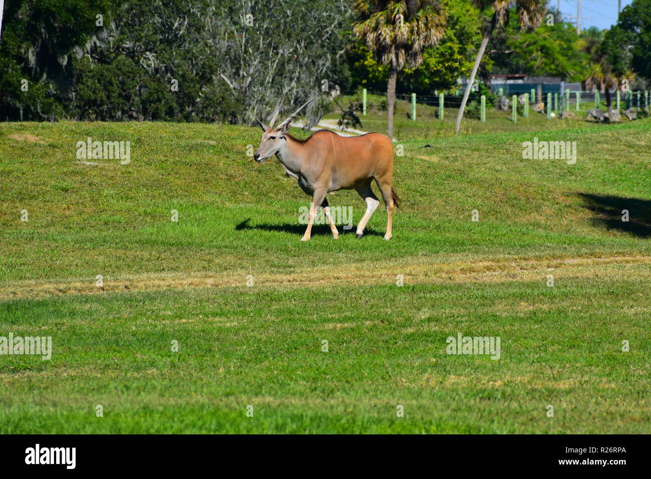 Tampa, Florida. October 25, 2018 Sable antelopes walking on african ...