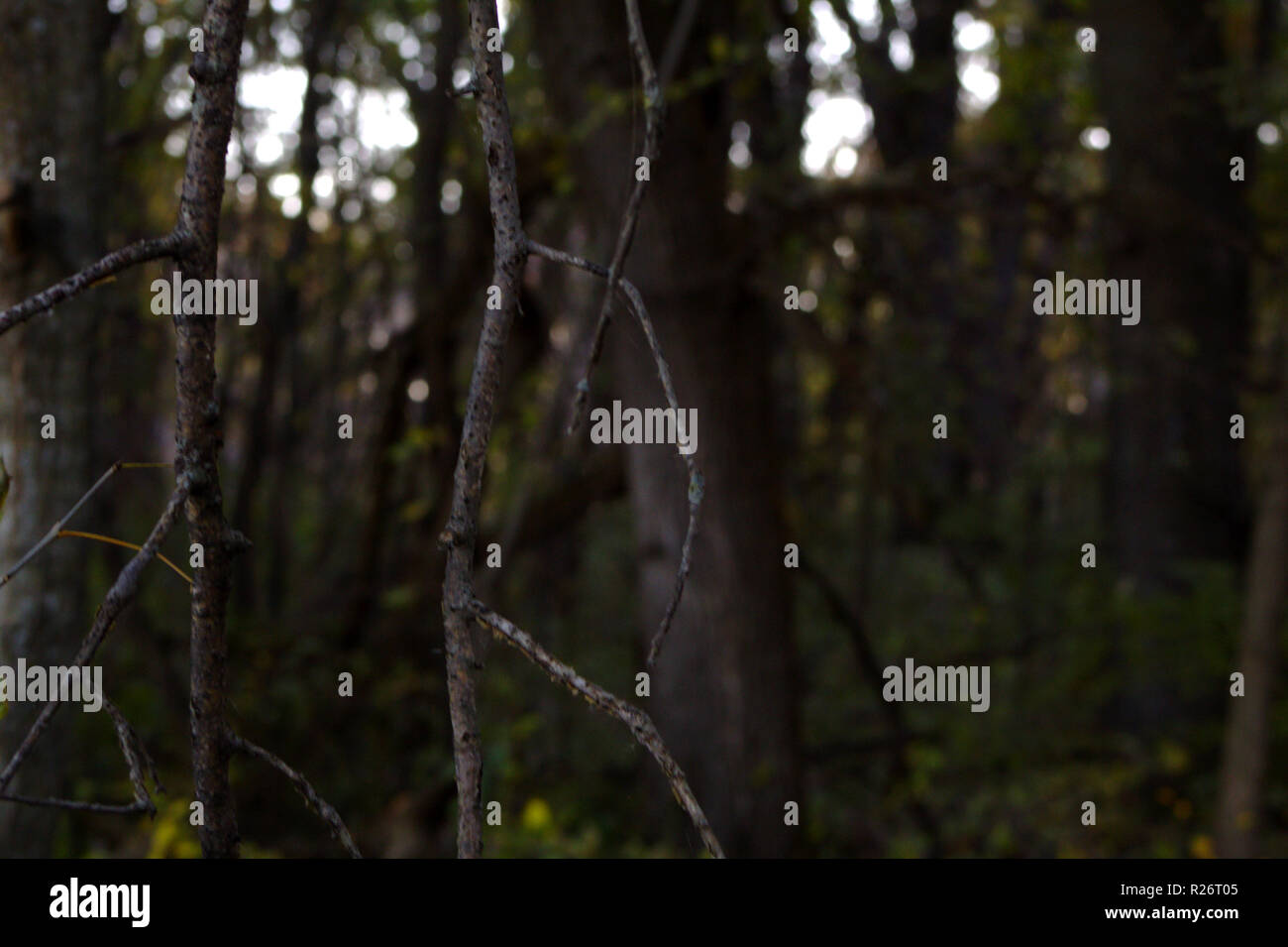 Outdoor scenery and woods hi-res stock photography and images - Alamy