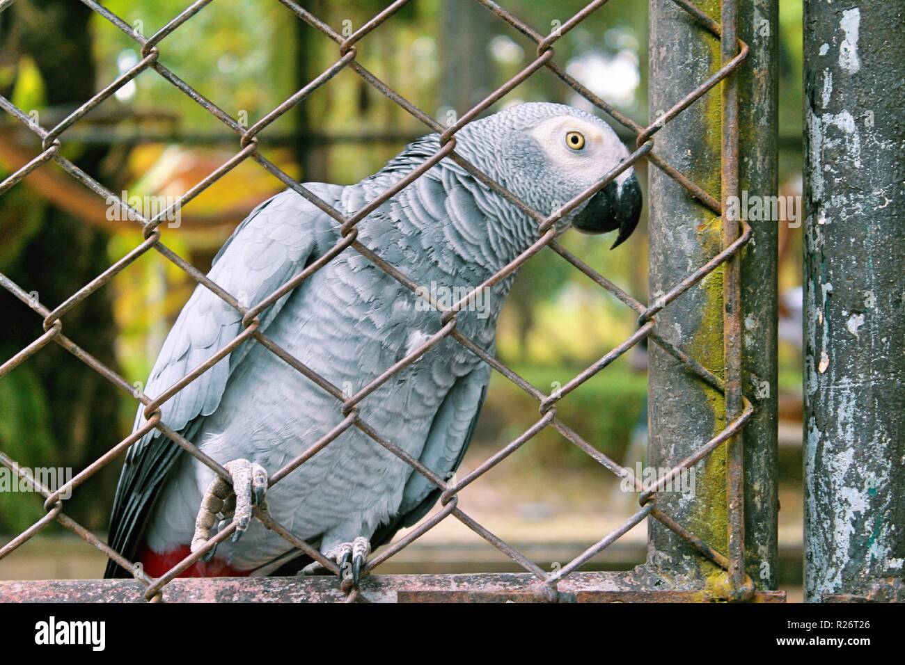 African Grey Parrot Breeding