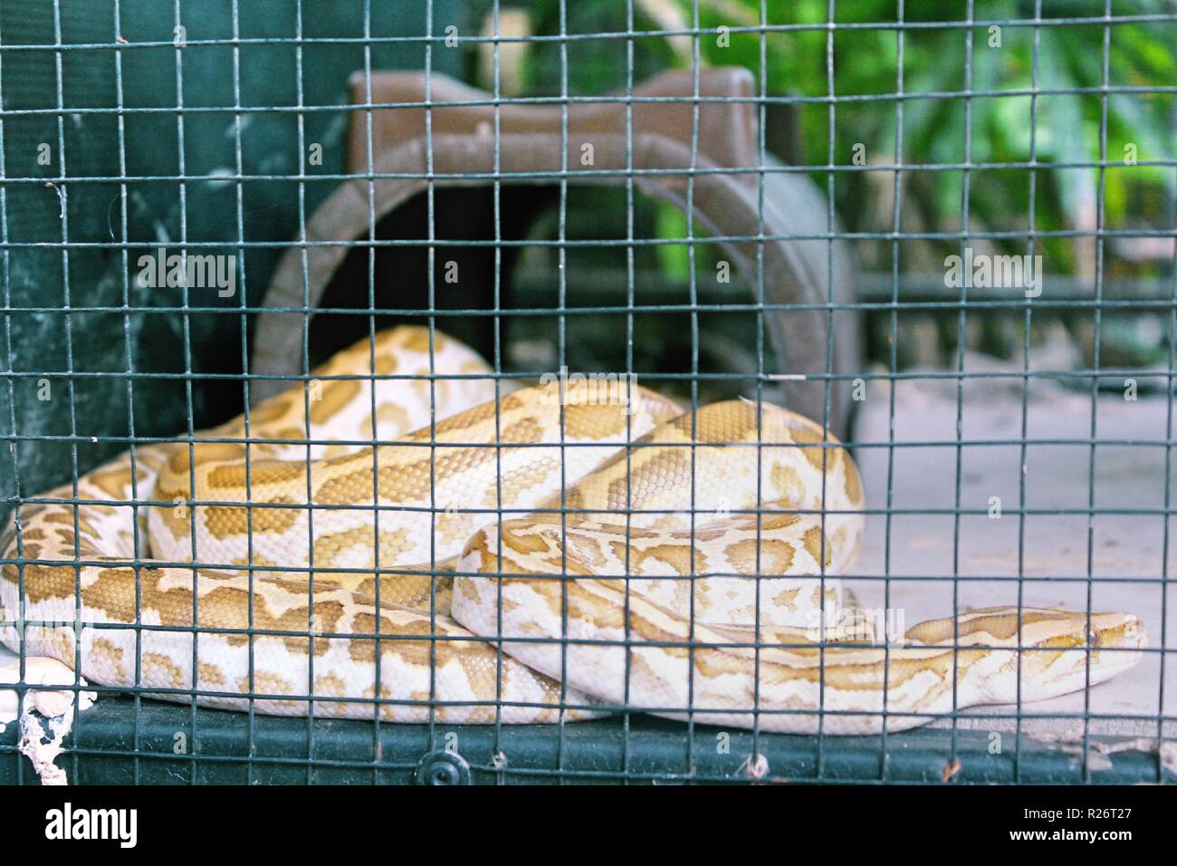 Python species hi-res stock photography and images - Alamy