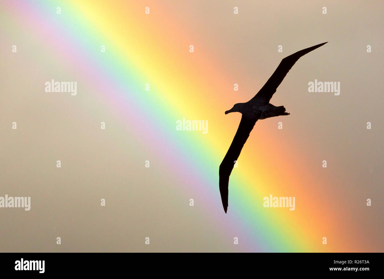 Through the rainbow hi-res stock photography and images - Alamy