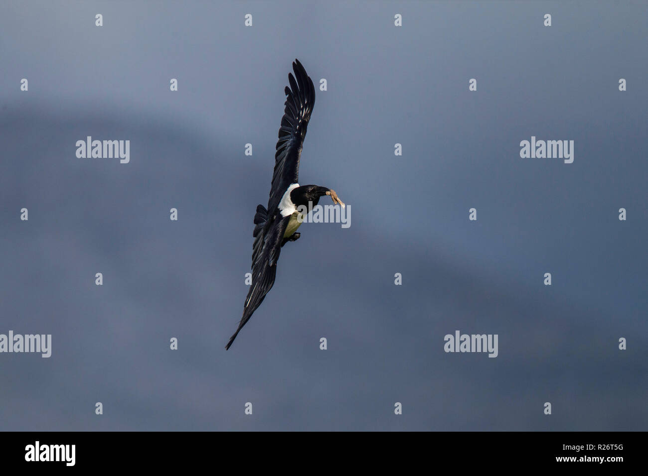 Pied Crow Corvus albus Strandfontein Wetlands, Cape Town, South Africa ...