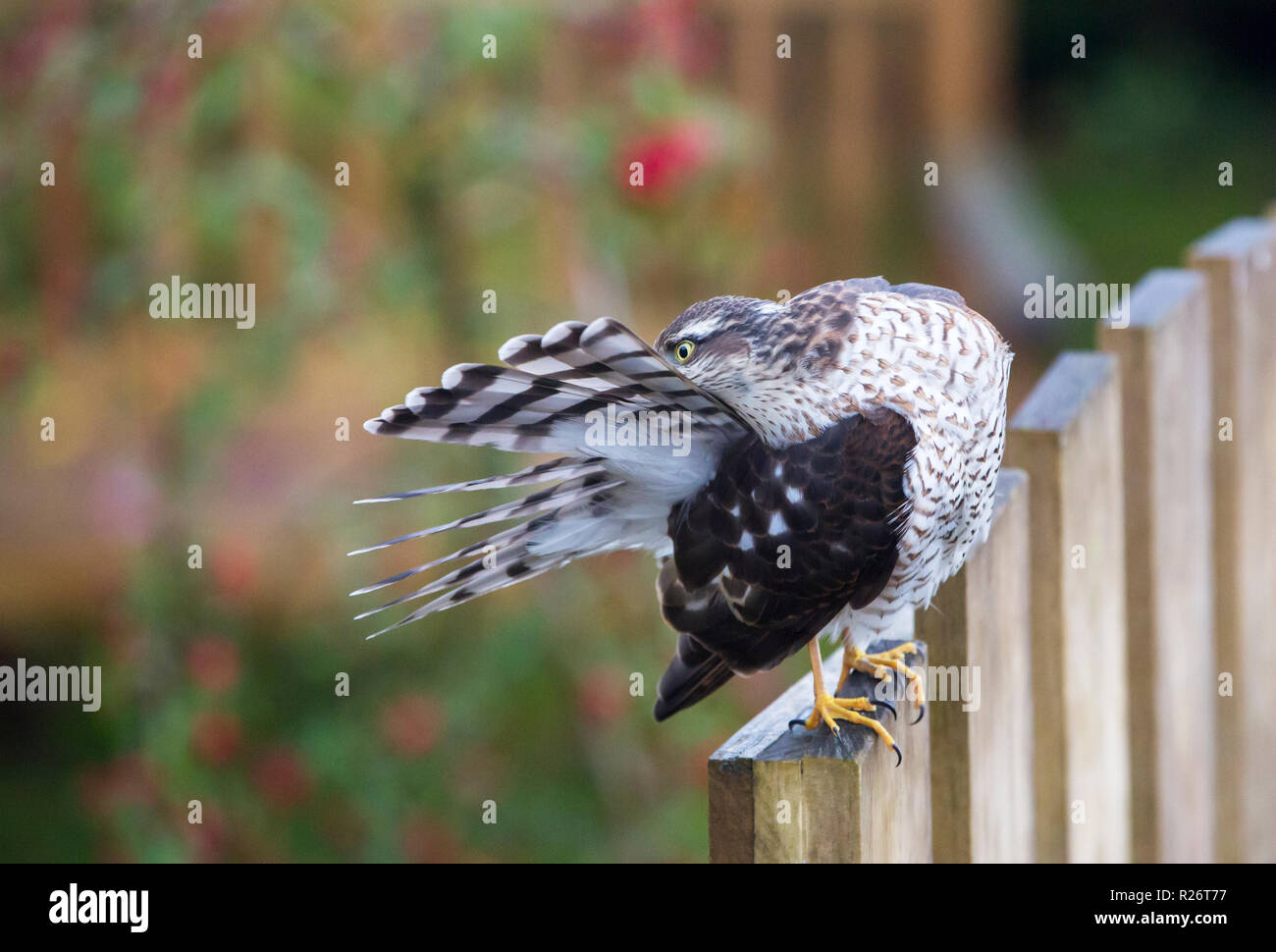 an immature male, Eurasian Sparrowhawk (Accipiter nisus) preening on a ...