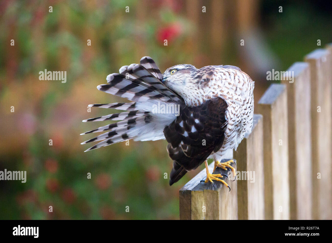 an immature male, Eurasian Sparrowhawk (Accipiter nisus) preening on a ...