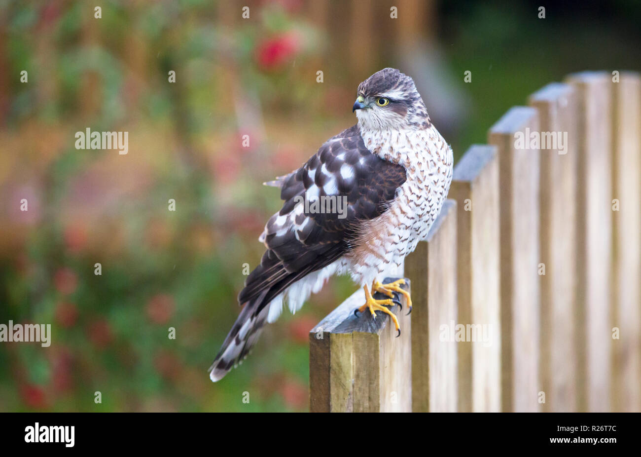Male eurasian sparrowhawk hi-res stock photography and images - Alamy