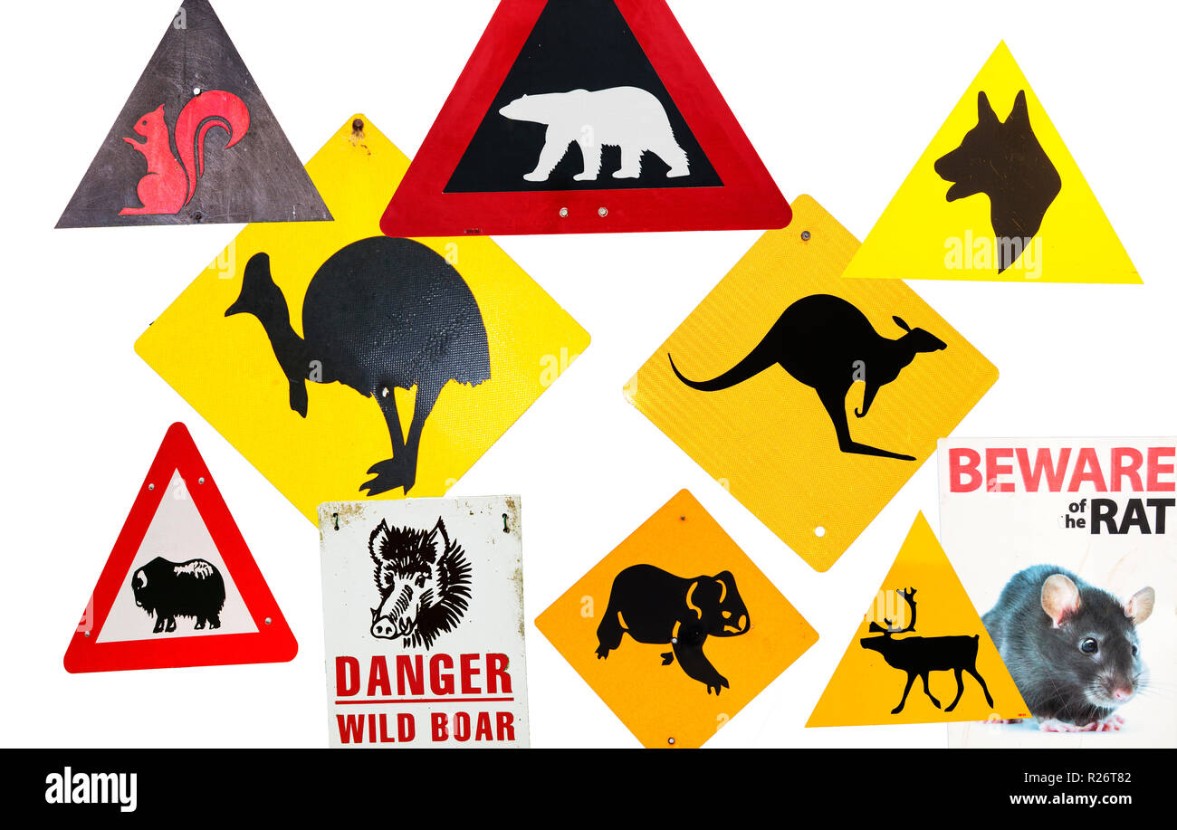 Warning danger wild boar sign hi-res stock photography and images - Alamy