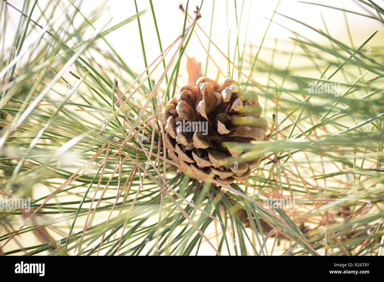 Growing Pine Cone waiting to fall Stock Photo - Alamy