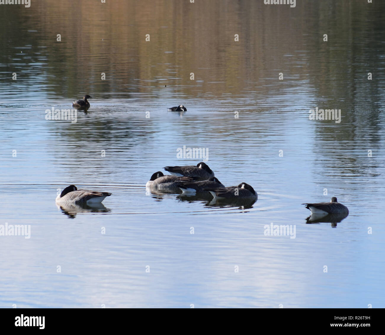 Group of Cackling Geese Stock Photo - Alamy Group of Cackling Geese Stock Photo - Alamy