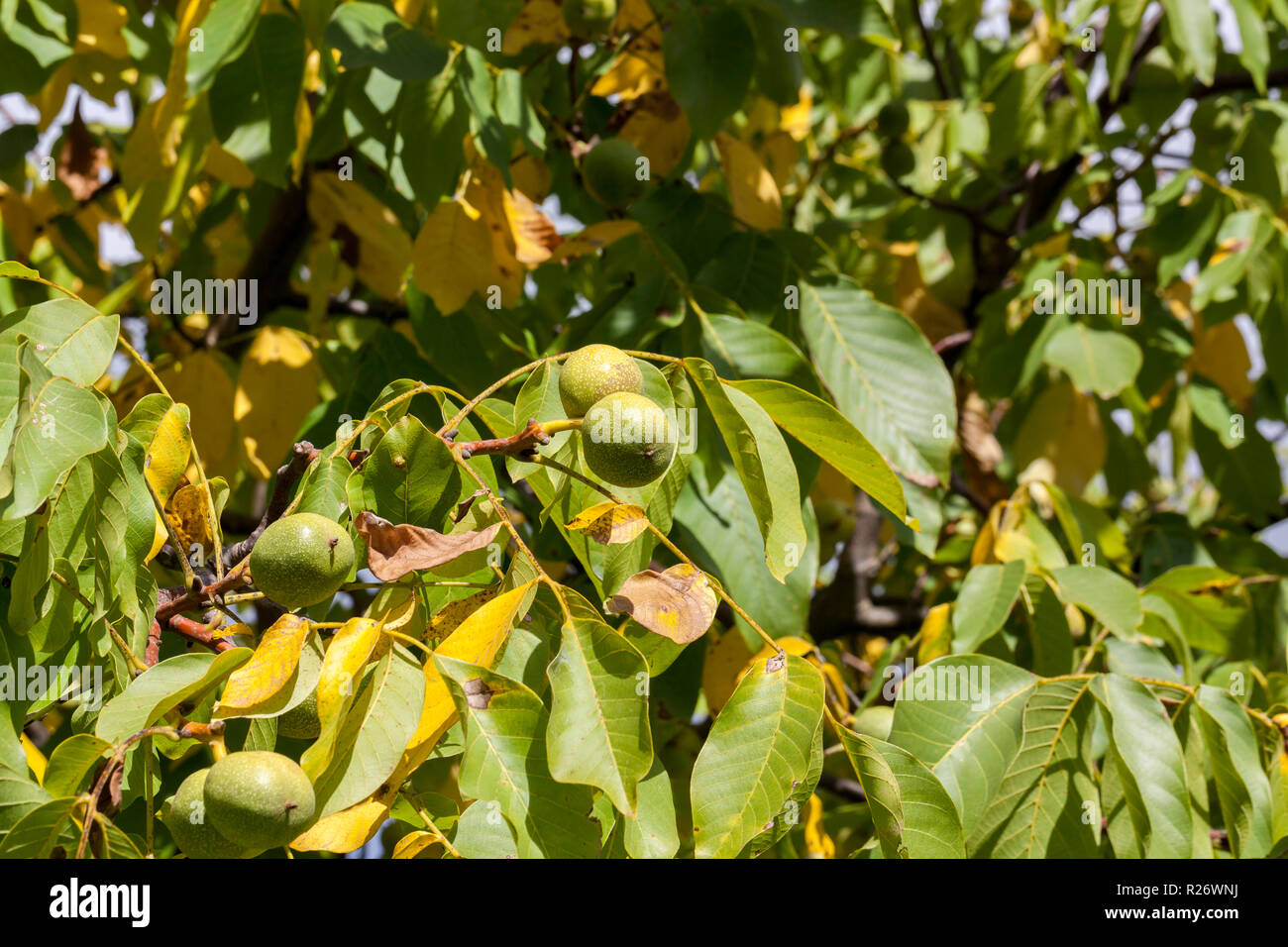 Foliage walnuts hi-res stock photography and images - Alamy